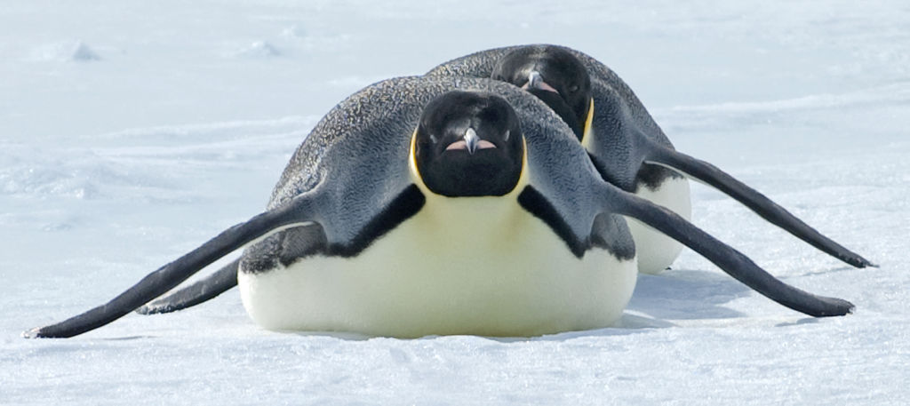 On View | Lessons from Penguins