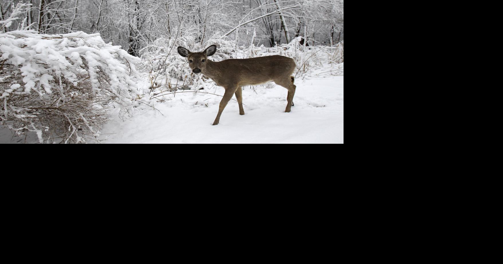 Hunters kill 14% more deer during Wisconsin 9-day gun season