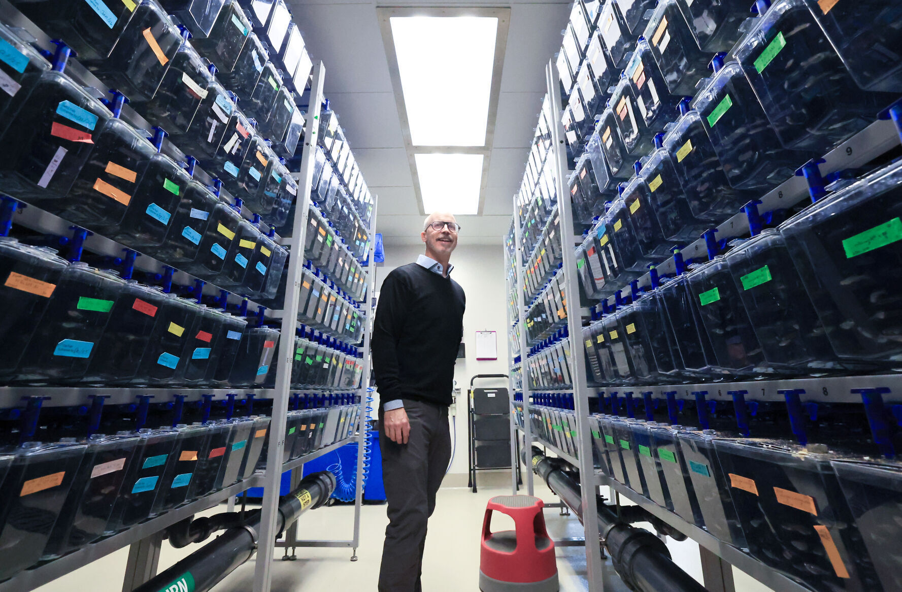 Zebrafish may teach us how to regrow our hearts