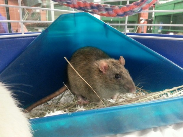 Homeless rats now up for adoption from Dane County Humane Society