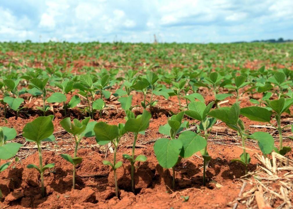 20 products you might not know are from the Amazon rainforest