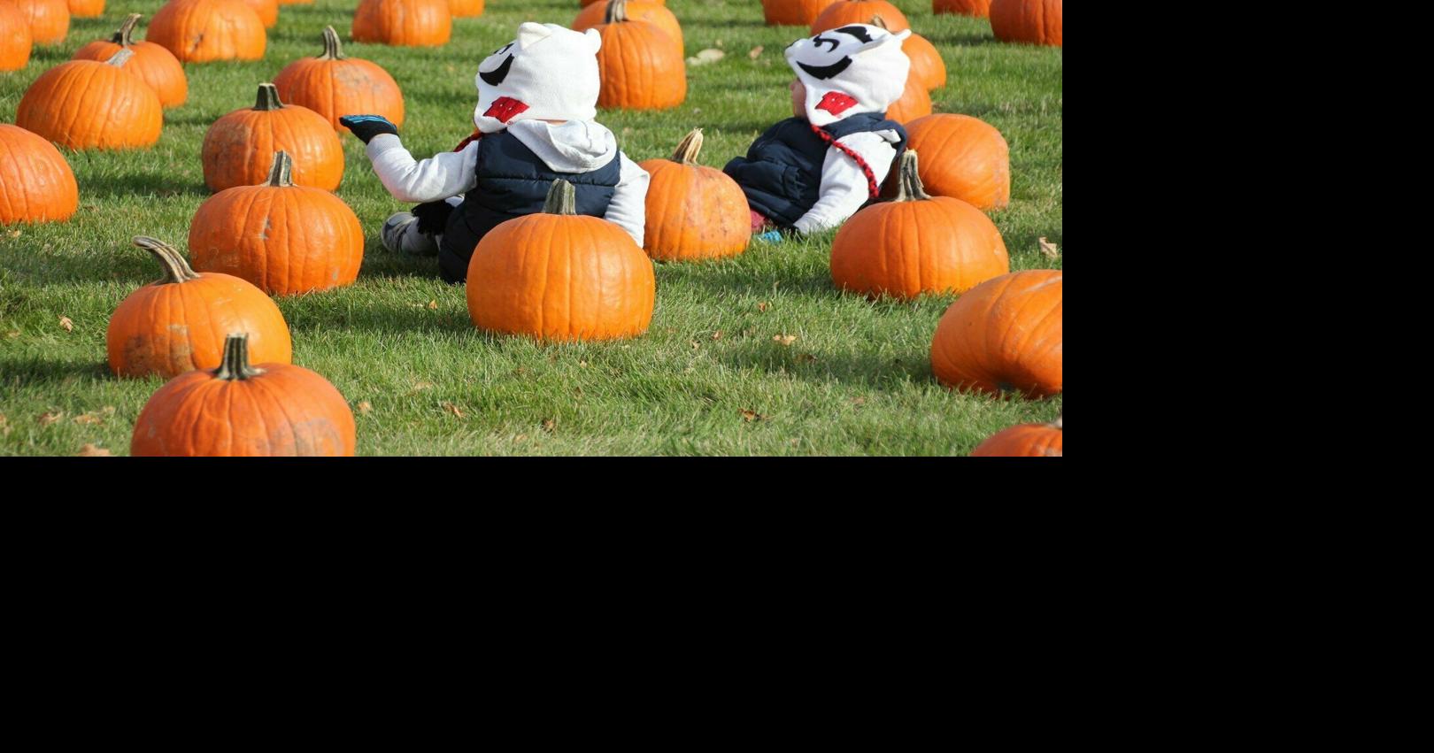 Badgers_with_Pumpkins.jpg