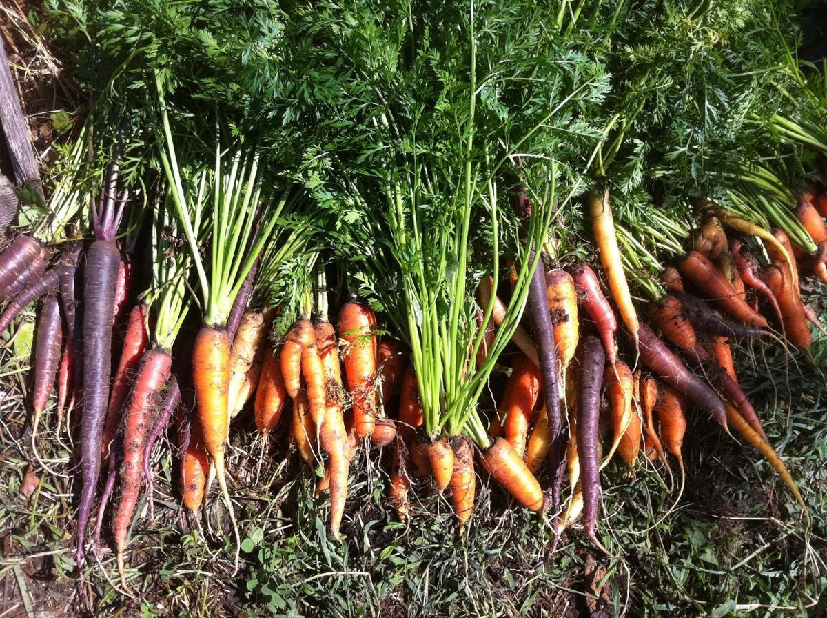 State inspectors checking vegetables in flooded fields for contamination