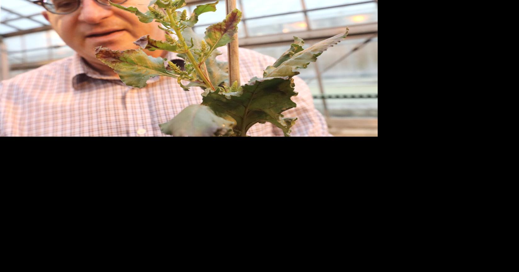 UW-Madison professor creates beet that actually tastes good