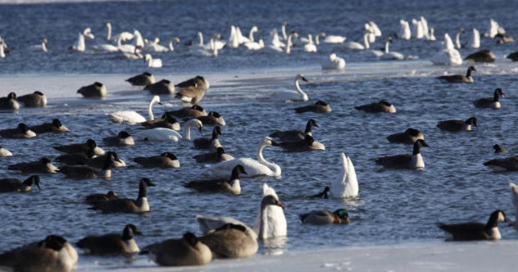 Noisy tundra swans stop on Lake Monona