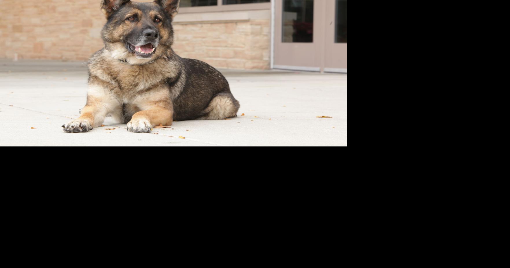 Bomb-sniffing UW-Madison Police Department K9 dog, Odin, dies of cancer