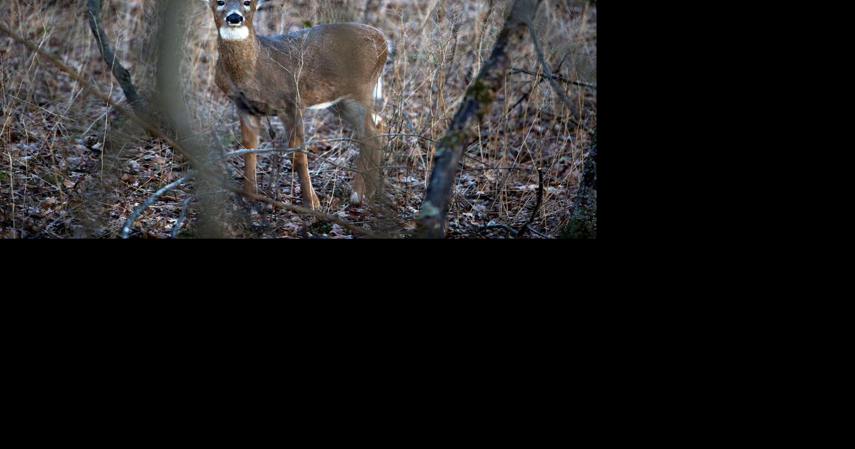 Deer harvest down in opening weekend of Wisconsin gun season