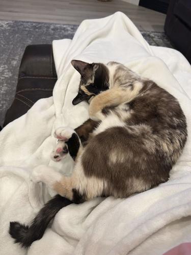 Cat accidentally shipped in Amazon box