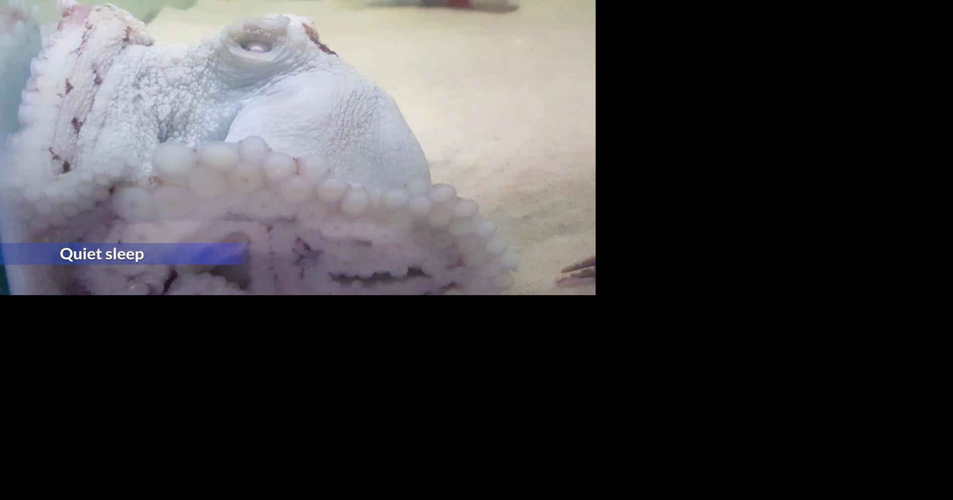 Do octopuses dream? Maybe. But they definitely change colors while they sleep