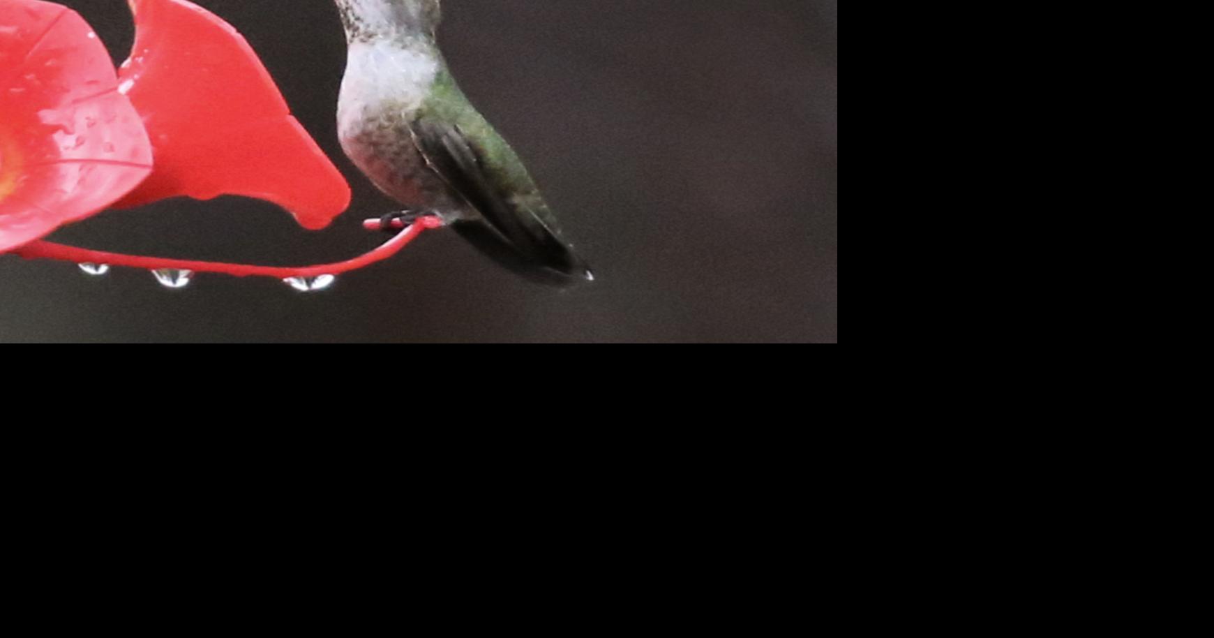 Rare West Coast hummingbird makes local appearance