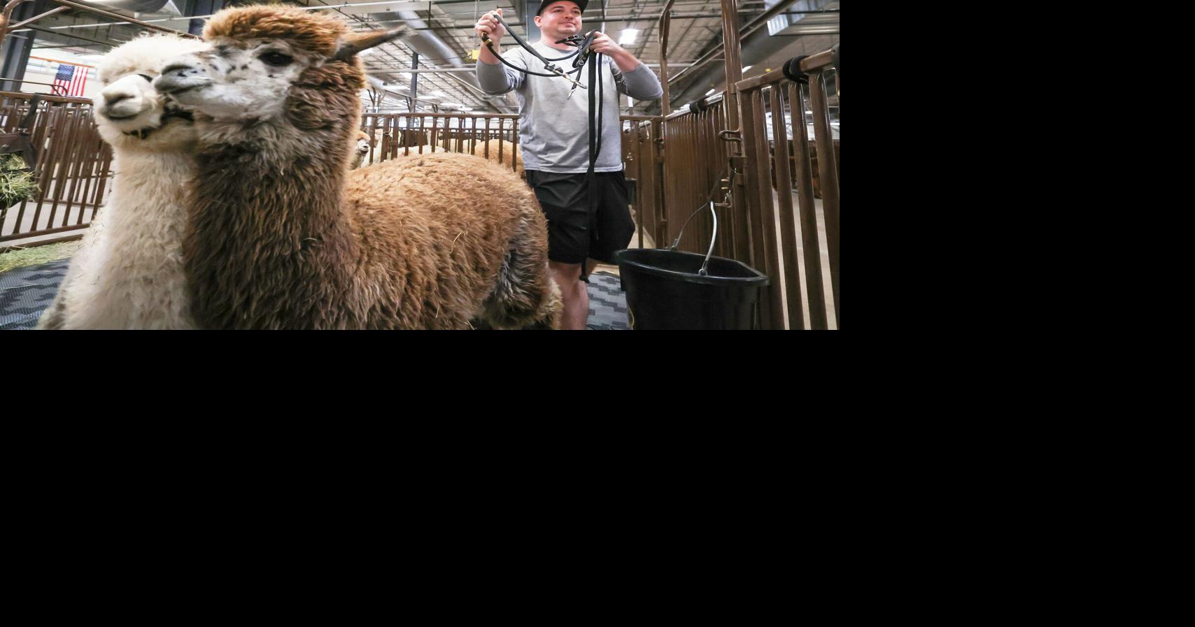 Photo of the day: Alpacas on parade