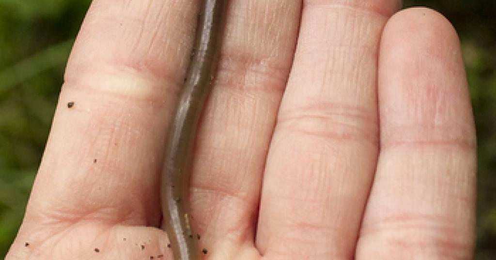 Asian crazy worms invade Madison