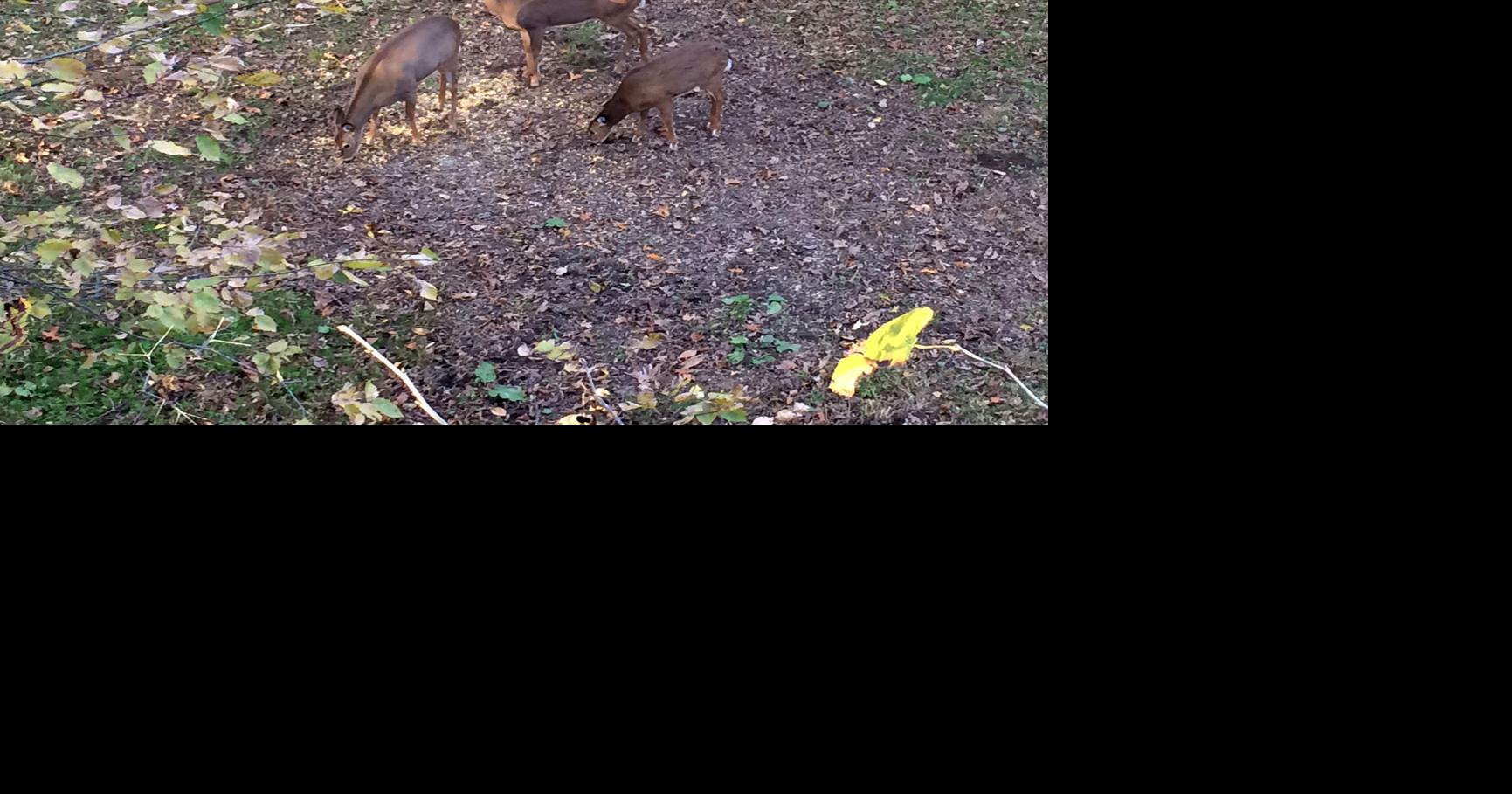 Patrick Durkin: Deer baiting/feeding part of Wisconsin hunting culture