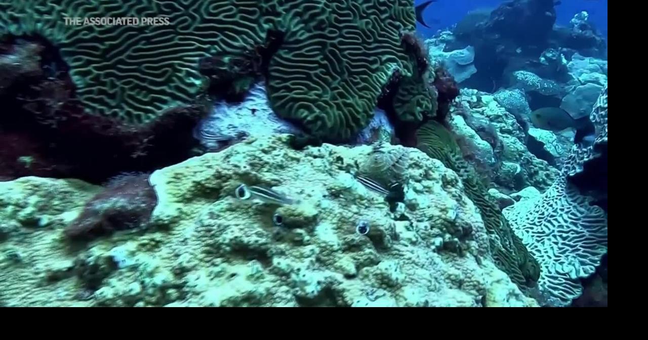 Climate change is hurting coral worldwide. But these reefs off the ...