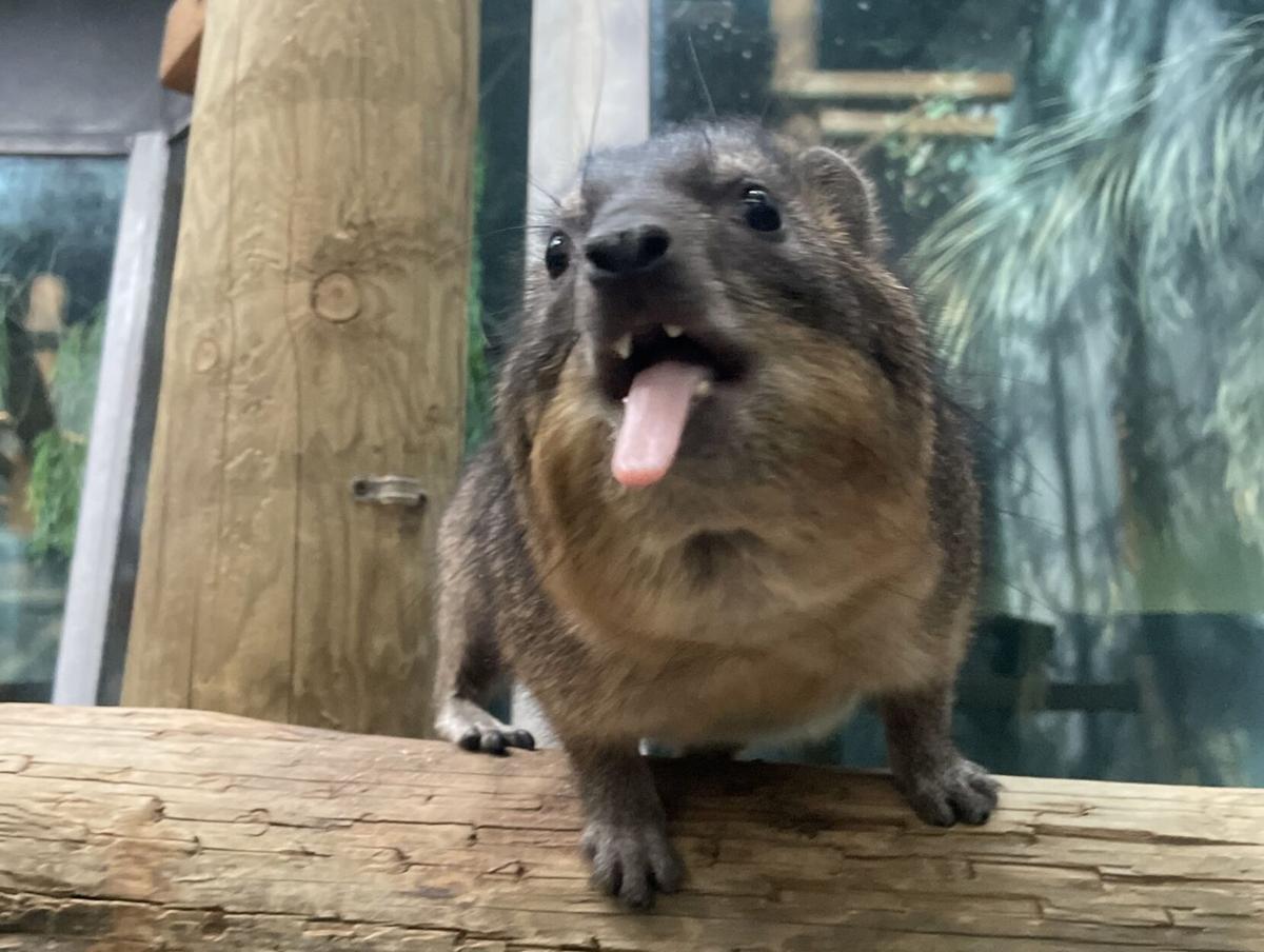 2 toothy rock hyraxes are Vilas Zoo’s newest residents