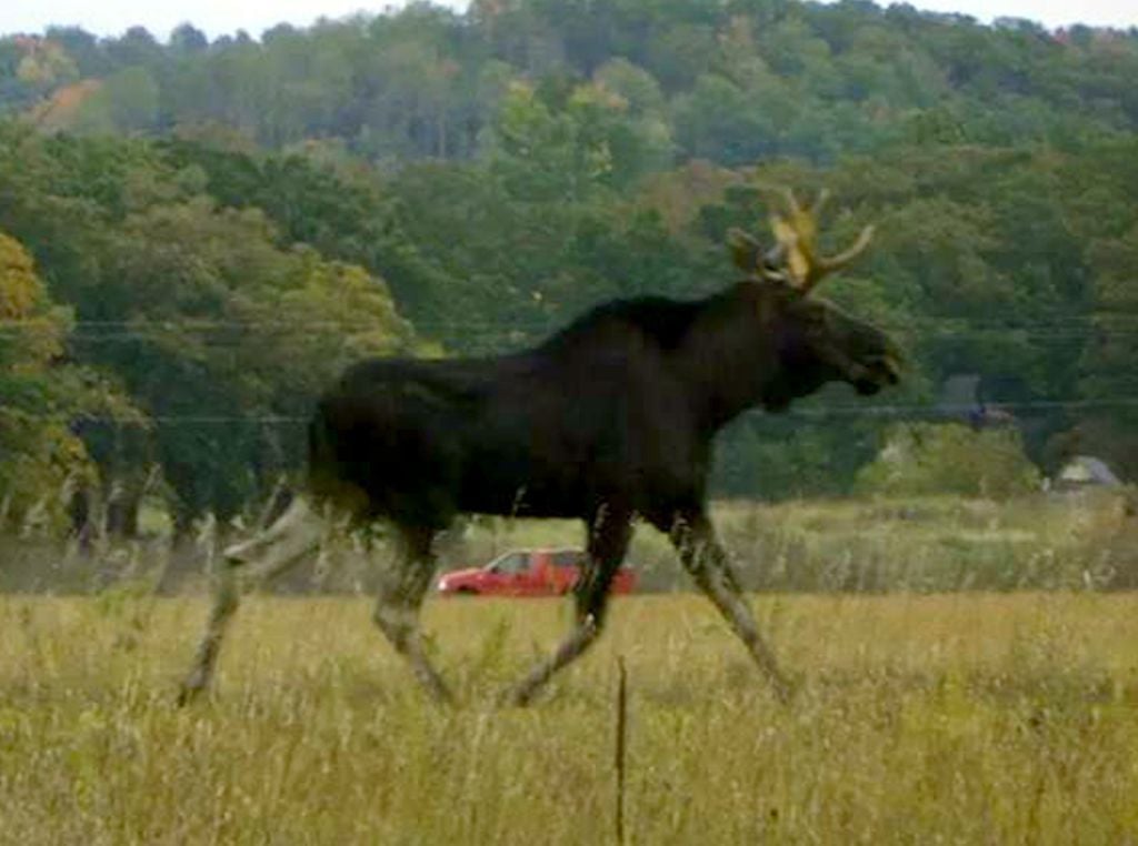 Moose make rare appearances in northwestern Wisconsin