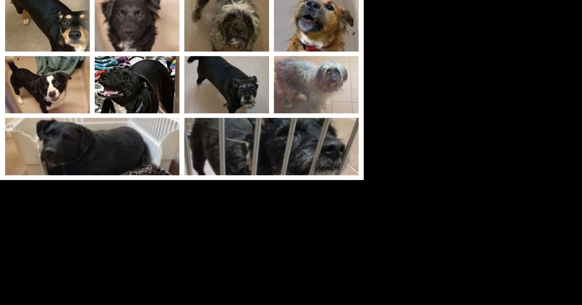 'Pure bedlam' after Wisconsin woman's dogs attacked people