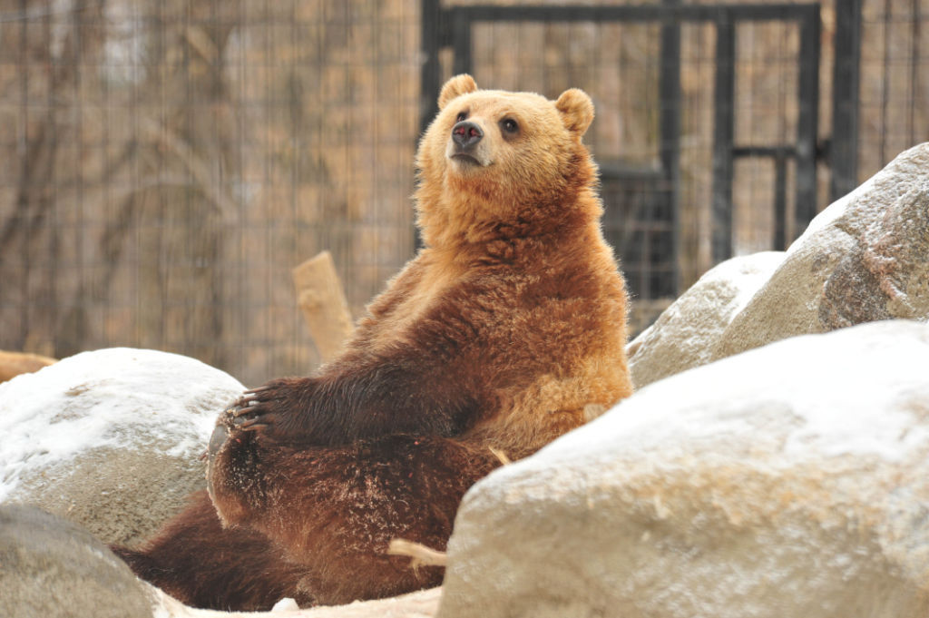 Grizzly sisters plan to move into Vilas Zoo's new Arctic Passage next ...