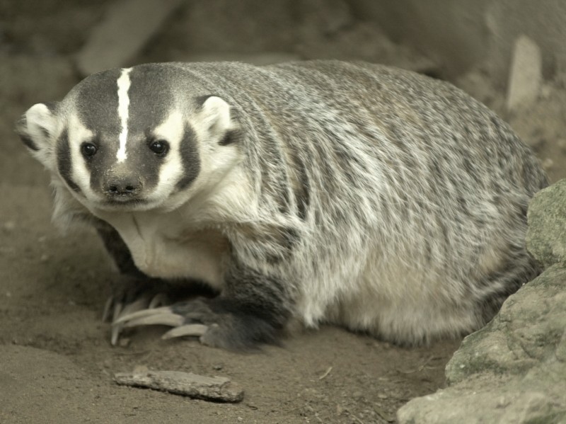 British badgers face firing squad