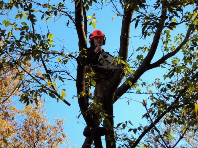 Accurate Tree Service