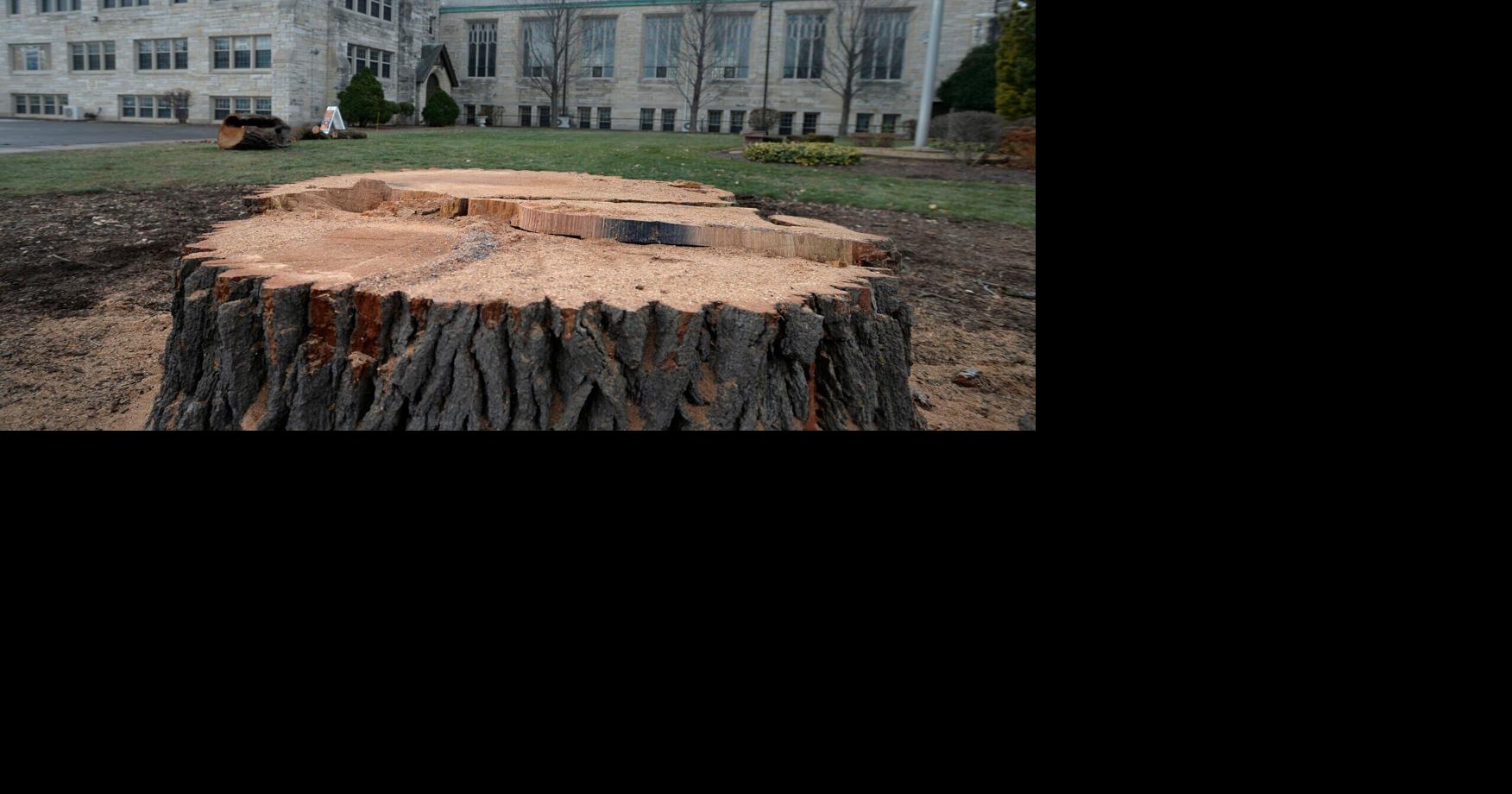 Photos: First United Methodist tree