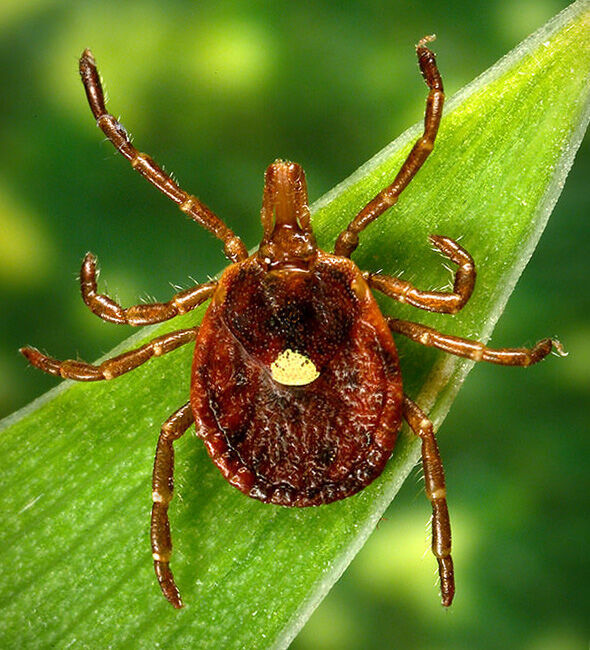 Tick-borne red meat allergy sees increased presence | State ...