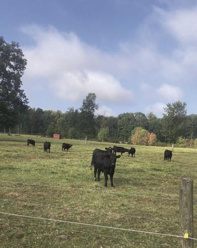 Jennings County ranks 14 out of 92 in beef production statewide | North ...