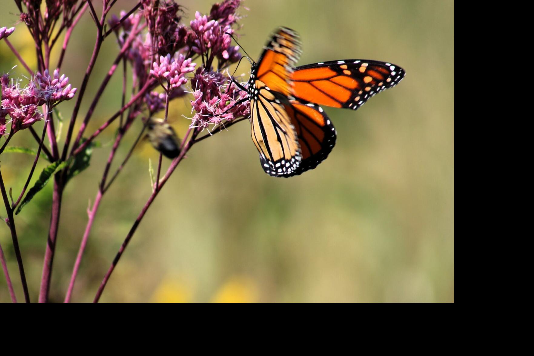 Largest Butterfly Exhibit in Kentucky Opening in Owenton | News ...
