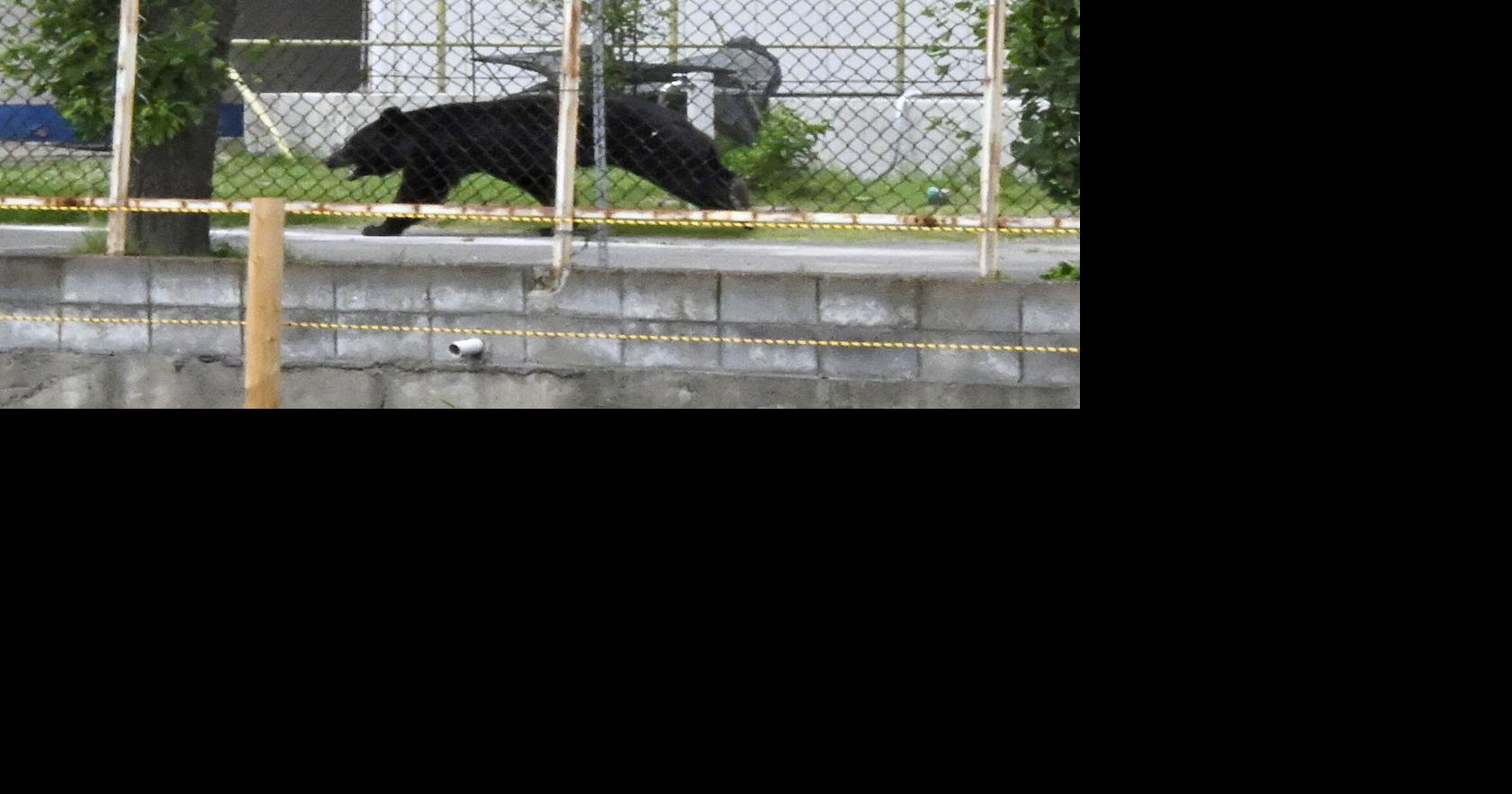 A bear injures 4 people in a residential area of Japan as the annual ...