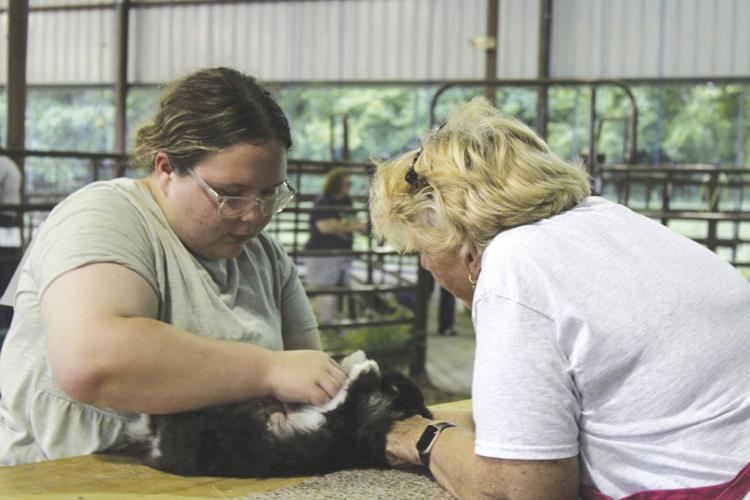 4-H Fair sees 58 projects advance to Indiana State Fair | Features ...
