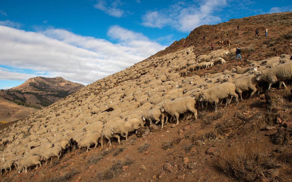 Trailing of the Sheep Festival begins this week