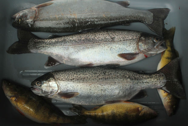 Ice and the Angler: Fishing Tournament at Magic Reservoir