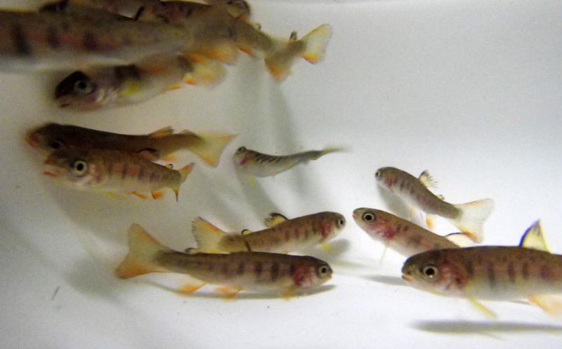 Koenig: Can triploid cutthroat trout improve fishing in backcountry lakes?