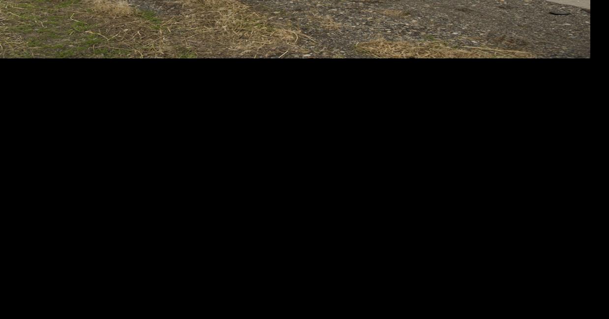 Roadkill patrol cleans up crushed coyote, bloated raccoon