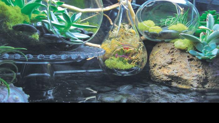 Trendy Terrarium Artist Exhibits in Ketchum | Southern Idaho ...