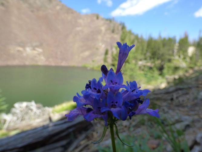 Gallery: Idaho Wildflower Watch