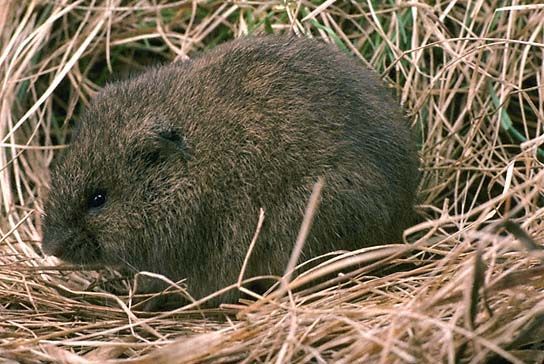 Another SW Idaho Rodent Population Likely Has Plague