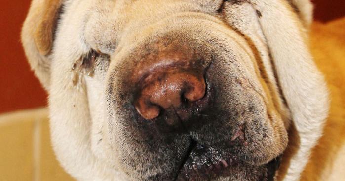 Wrinkled Dog Gets 'Facelift' Surgery