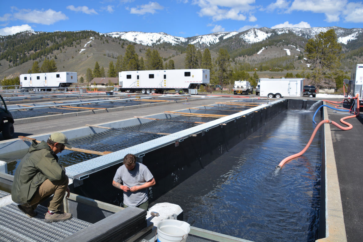 Phillips: Sawtooth hatchery raises mountain-climbing Chinook salmon