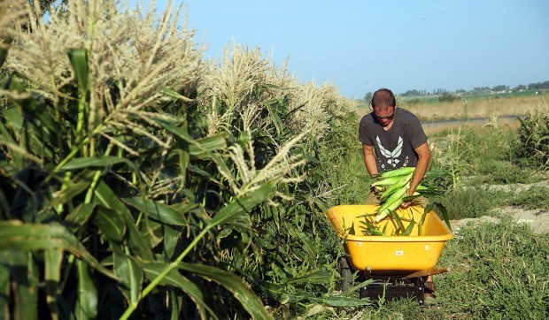 YOUR PLATE: Gleaning Magic Valley Fields Helps Feed the Hungry