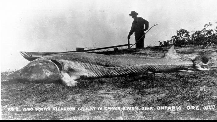 Watch for jumping sturgeon : r/ScarySigns