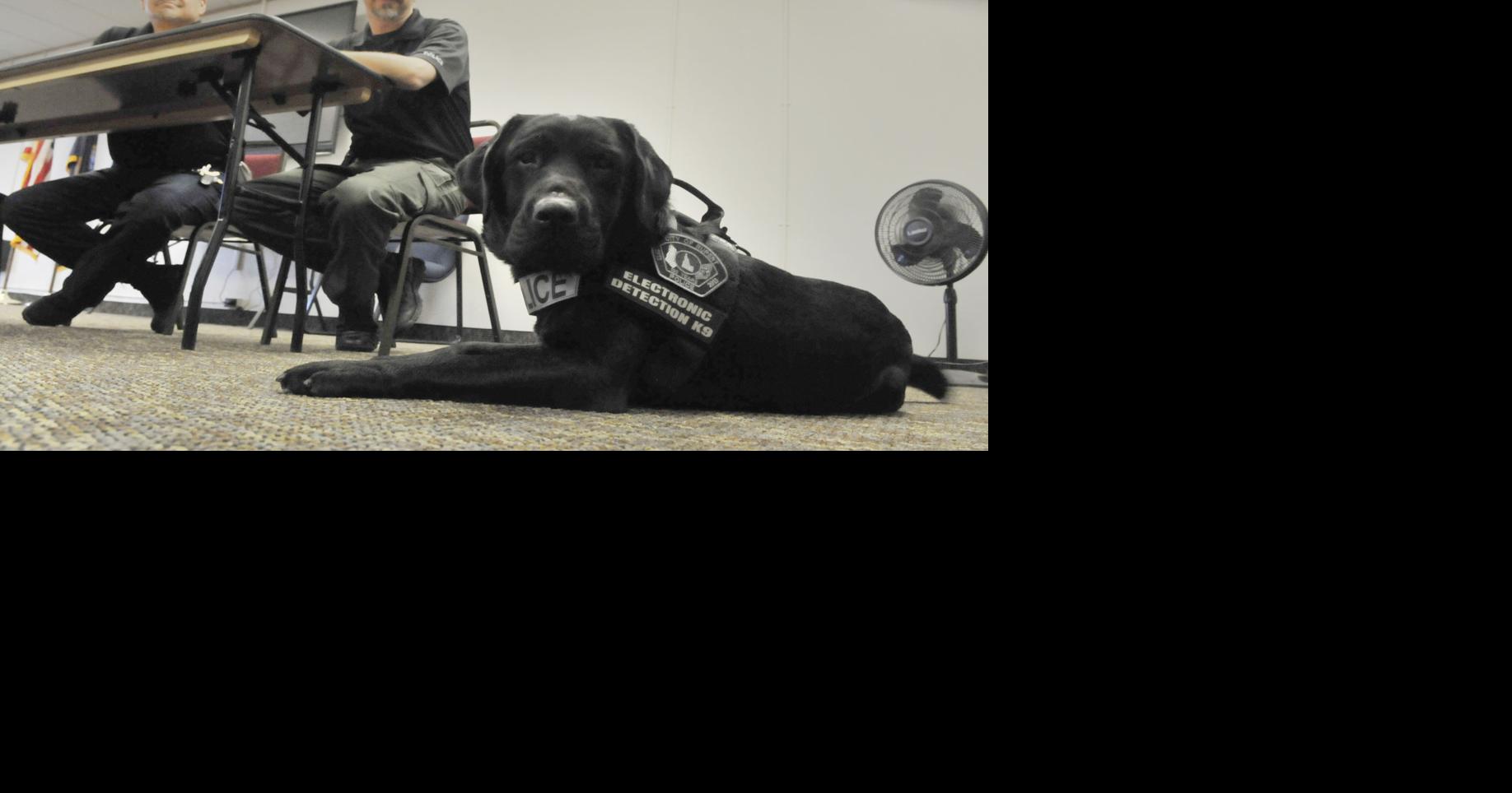 Rupert's newest police officer is ready to put his nose to work
