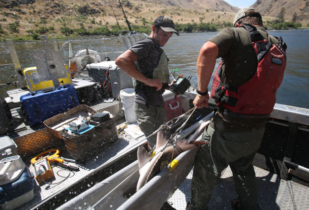 SPECIAL REPORT: Sturgeon X-rays Reveal Ingested Fishing Tackle