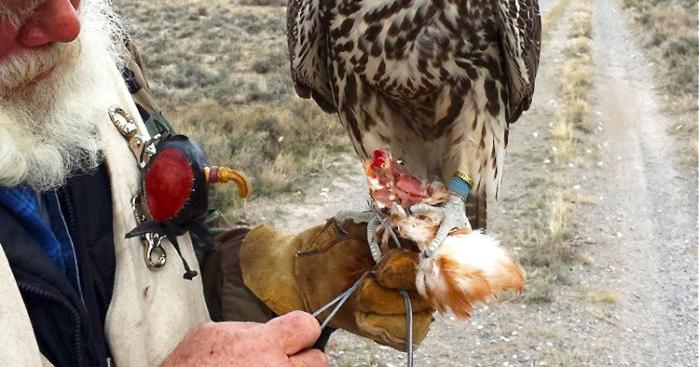 Rare Falcon Shot; Poaching Hot Line Offers Reward