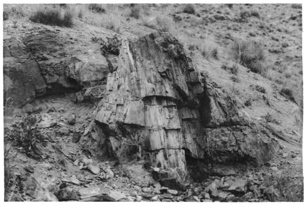 Gallery: Meet Malm Gulch - Idaho's Petrified Sequoia Forest