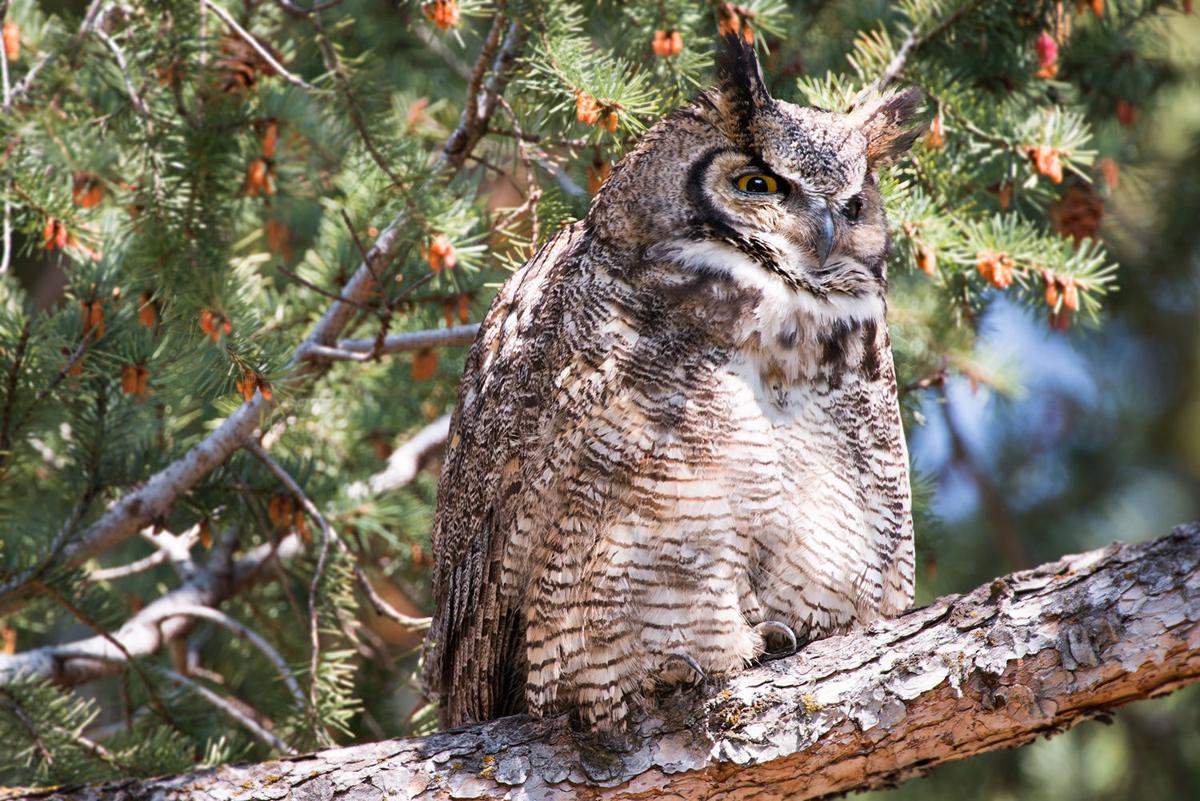 Fledging Great Horned Owls Learn Art of Flight, How to Hunt