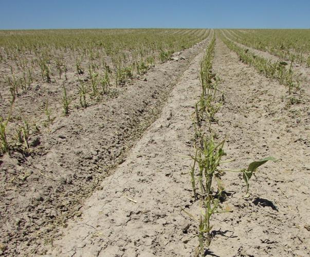 Hail storm pounds crops