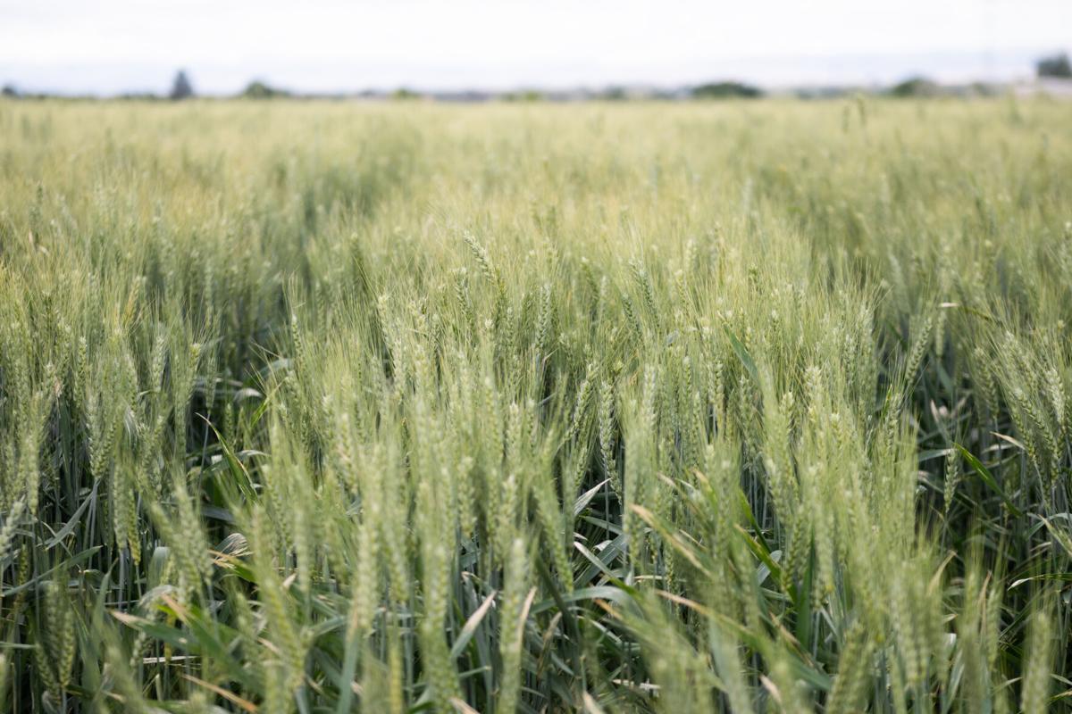 UI grant to incentivize food producers adopting climate-smart practices