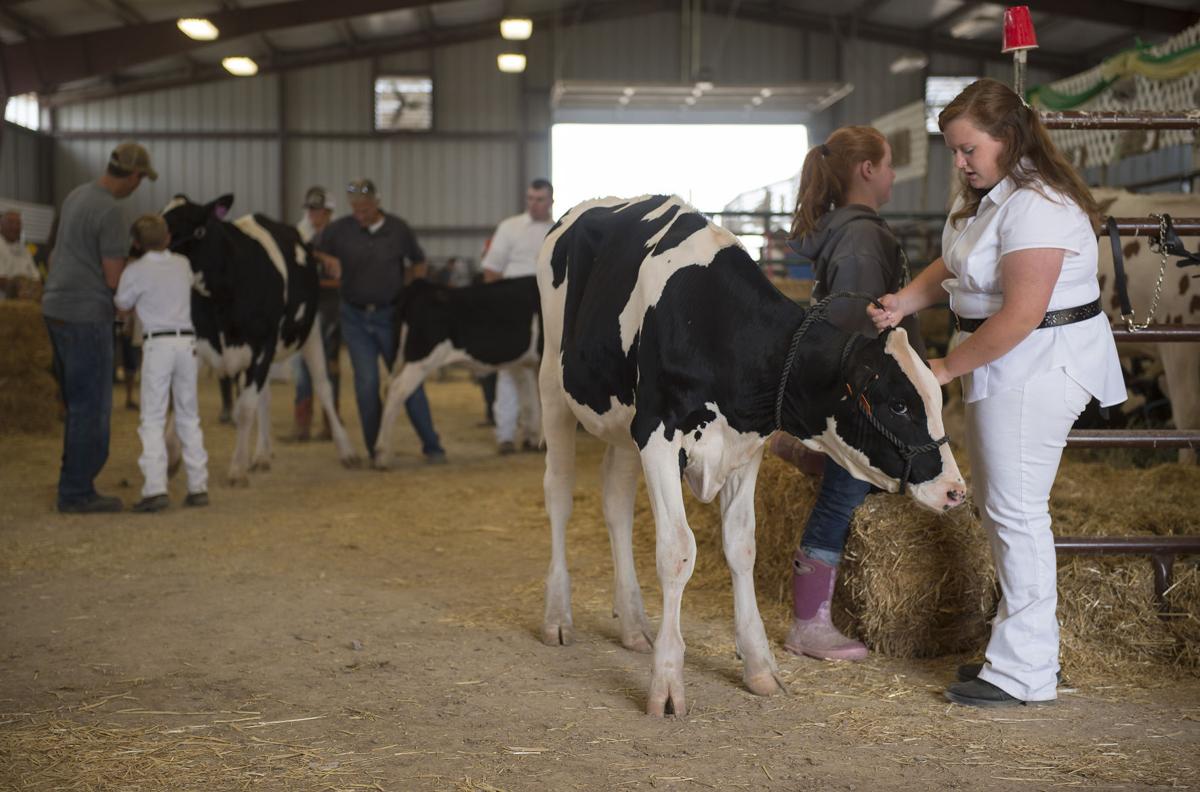 See ewe at the Jerome County Fair | Local | magicvalley.com