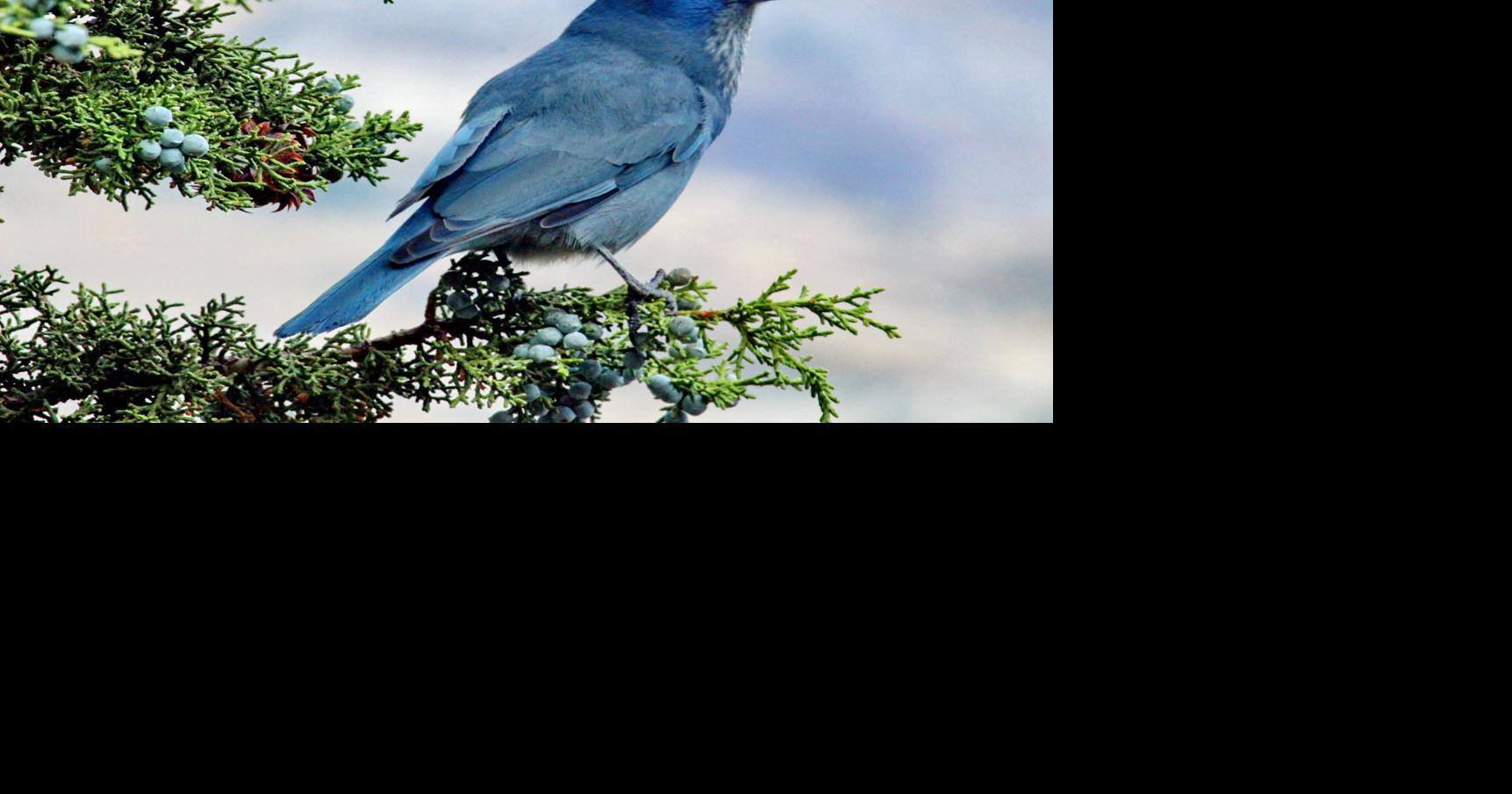 Pinyon jay keeps nest locations top secret